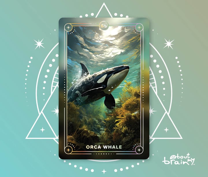 Orca | Meaning & Significance | Spirit Animals Oracle Deck
